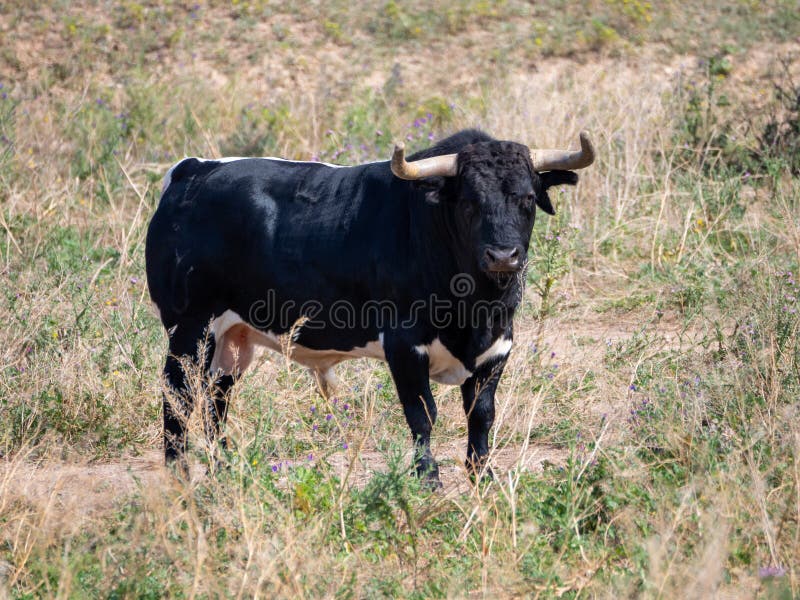 A Black and White Brave Bull Standing in a Field Grazing in the Pasture ...