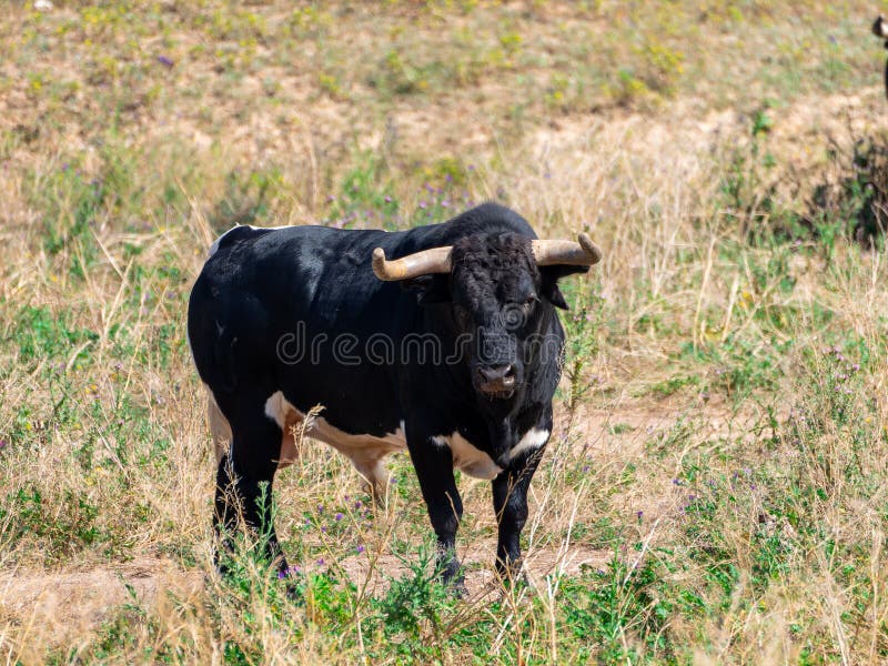 A Black and White Brave Bull Standing in a Field Grazing in the Pasture ...