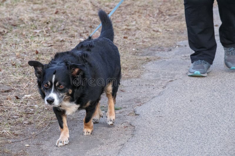 .Black with White and Brown Spots, Short-legged Dog Being Led on a ...