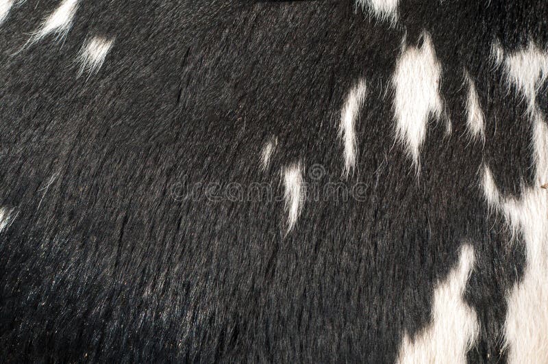 140 Dalmatian Fur Background Texture Stock Photos - Free & Royalty-Free ...