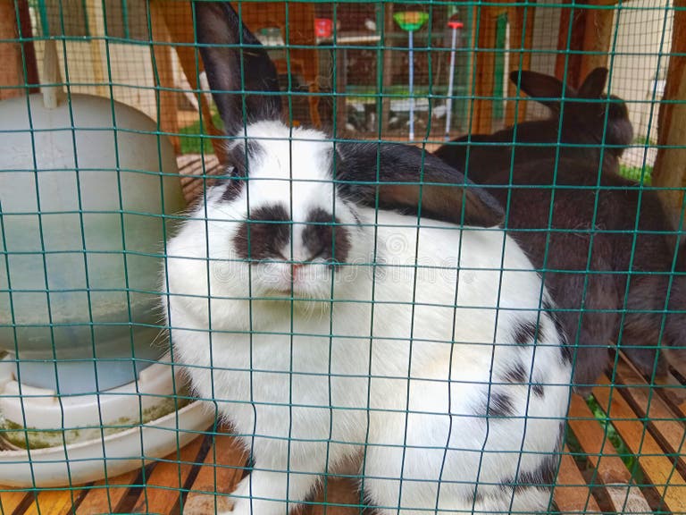 Black White Bunnys Stock Photos - Free & Royalty-Free Stock Photos from ...