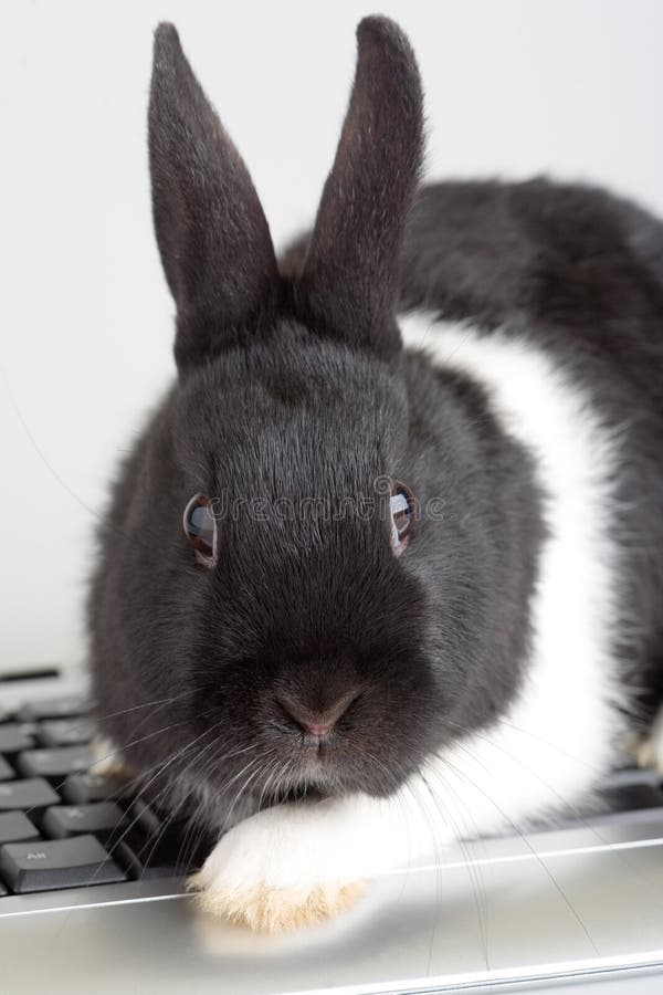Black and White Bunny on the K Stock Photo - Image of information ...