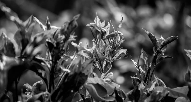 Black and White Bush Foliage, Leaves Reflecting Bright Light Stock ...