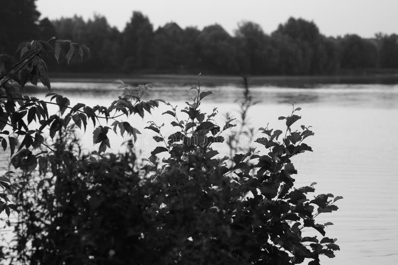 Black and White Bush at the River Bank Stock Image - Image of bush ...