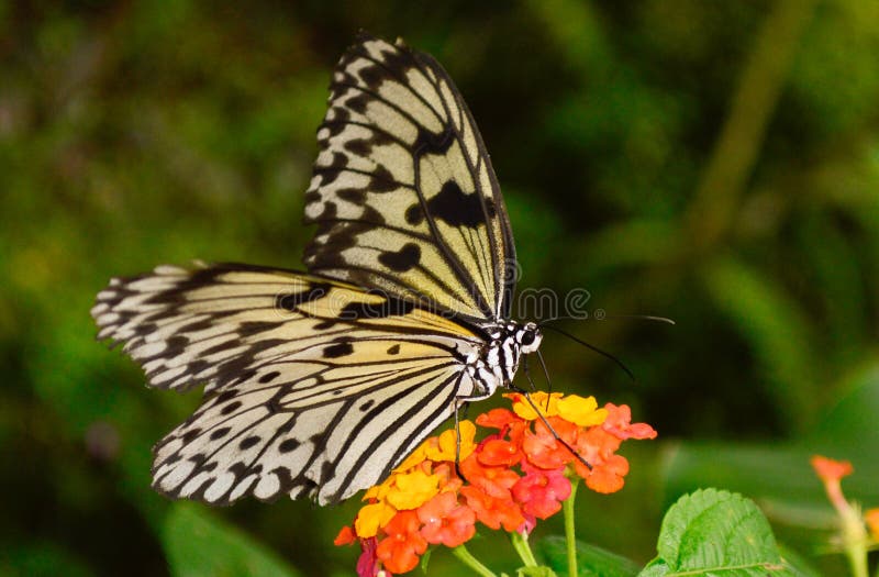 A Black and White Butterfly Getting Pollen from a Flower Stock Photo ...