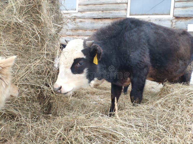Black and White Calf Eats Hay in the Farmyard. a Young Bull, a Symbol ...