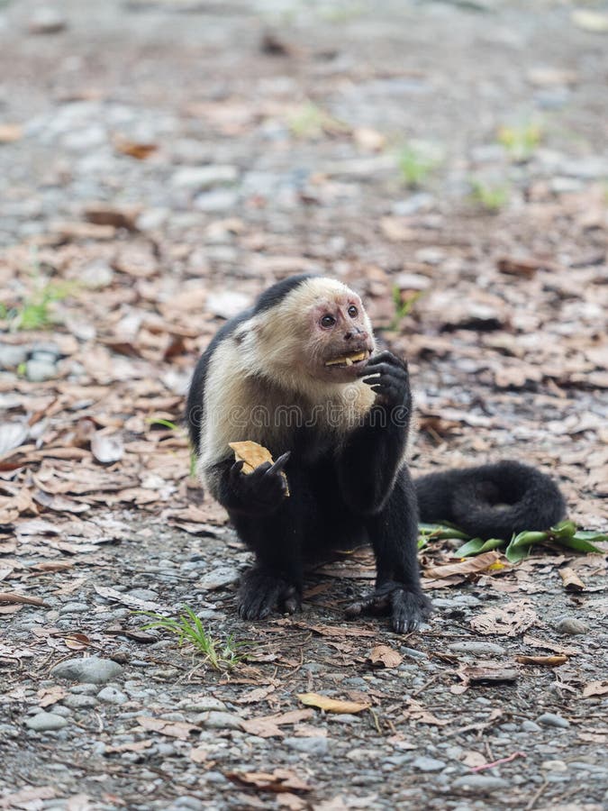 Black and White Capuchin Monkey Eating a Cracker Stock Image - Image of ...
