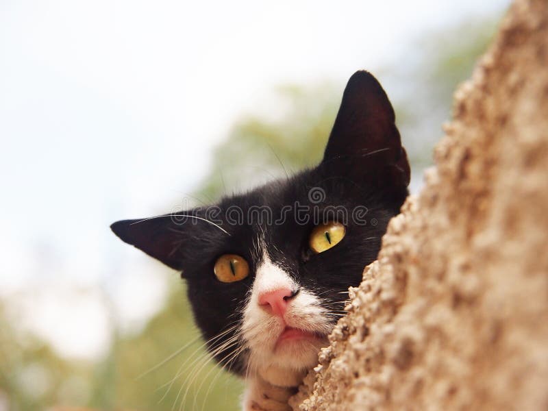 8,392 Black White 16 Stock Photos - Free & Royalty-Free Stock Photos ...