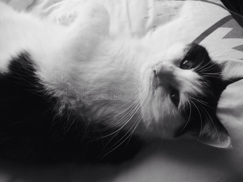 Black&White Cat Adoring Stock Photo - Image of kitten, nose: 75280234