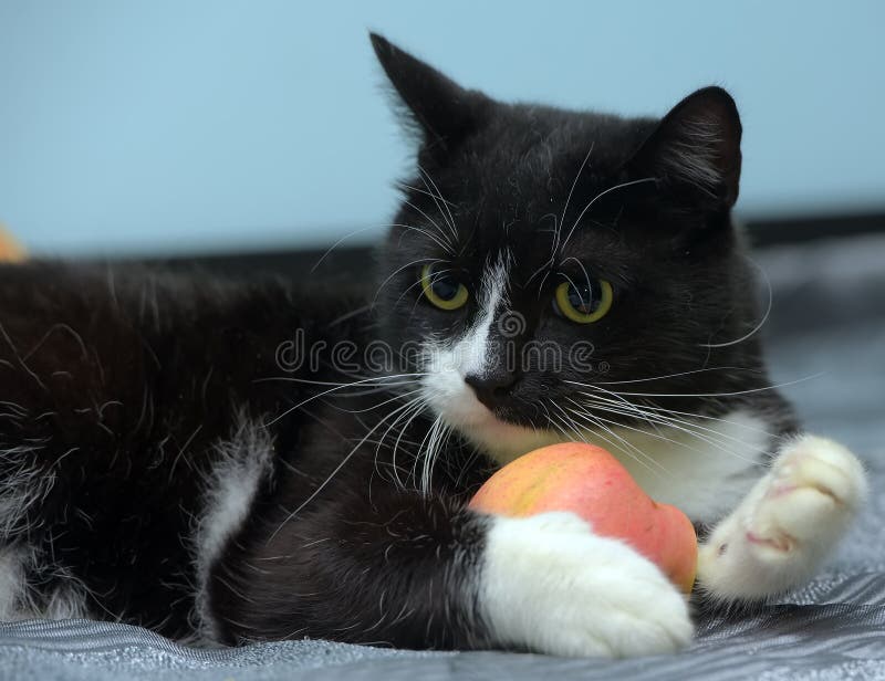 Black and White Cat with Apples Stock Photo - Image of chiaroscuro ...