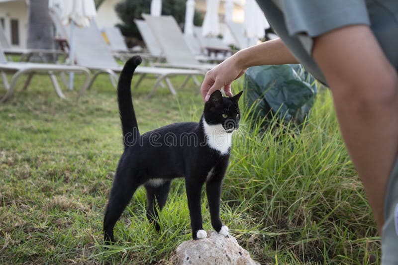A Black and White Cat Approached a Man in a Park Stock Image - Image of ...