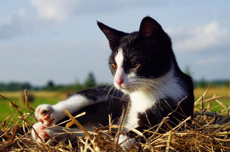 Black and White Cat Basking in a Haystack in a Field Stock Image ...