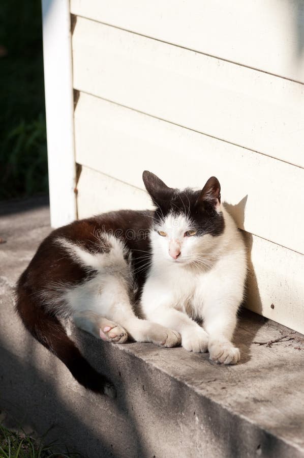 Cat Basking in the Sunshine Stock Image - Image of young, eyes: 30096119