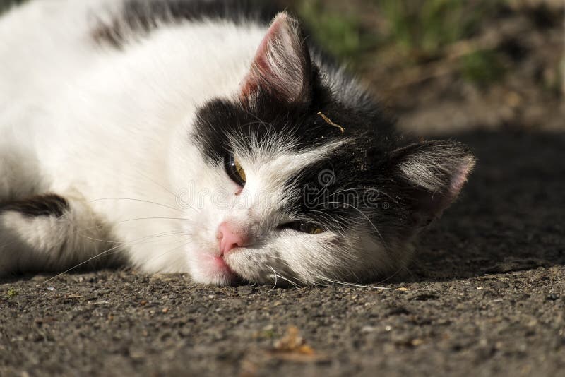 Black and White Cat Basking in the Sun Stock Photo - Image of portrait ...