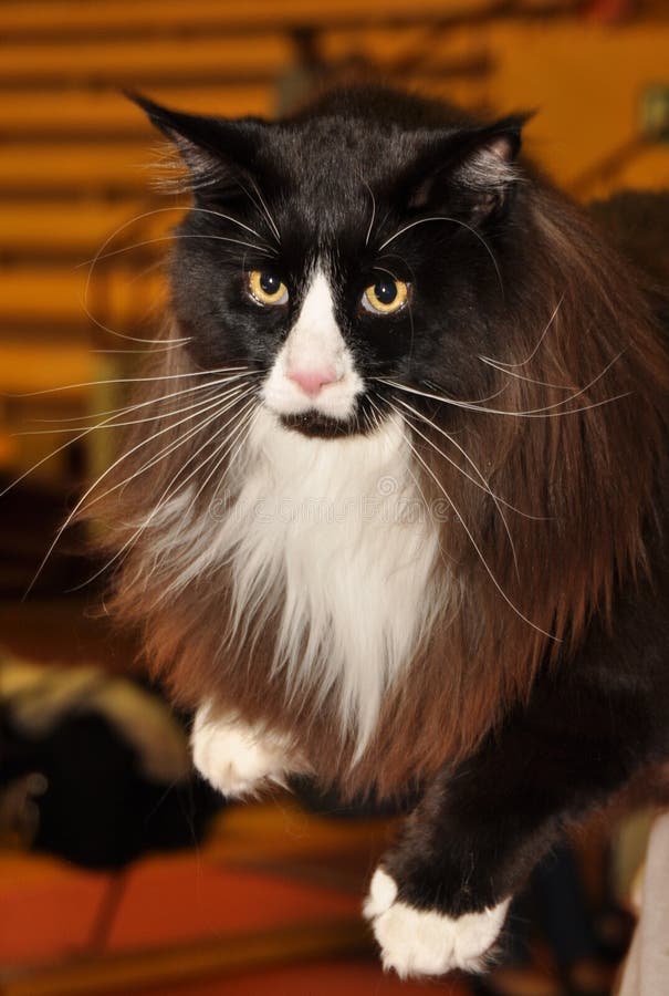 Black white cat stock photo. Image of furry, domestic - 39513734