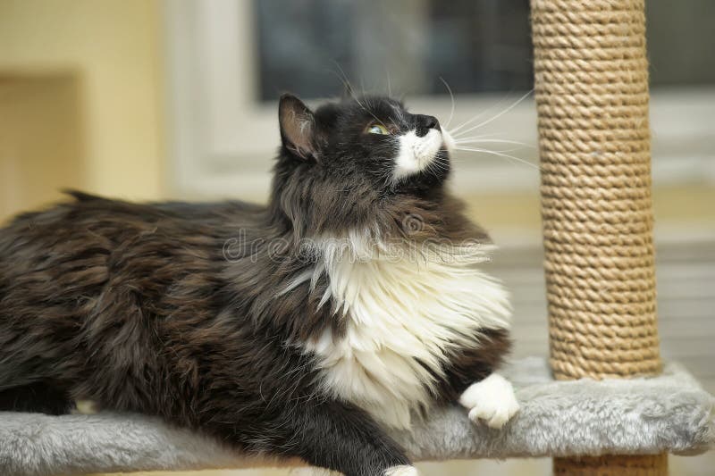 Big Breast Mature Deviant Art Stock Photos - Free & Royalty-Free Stock ...