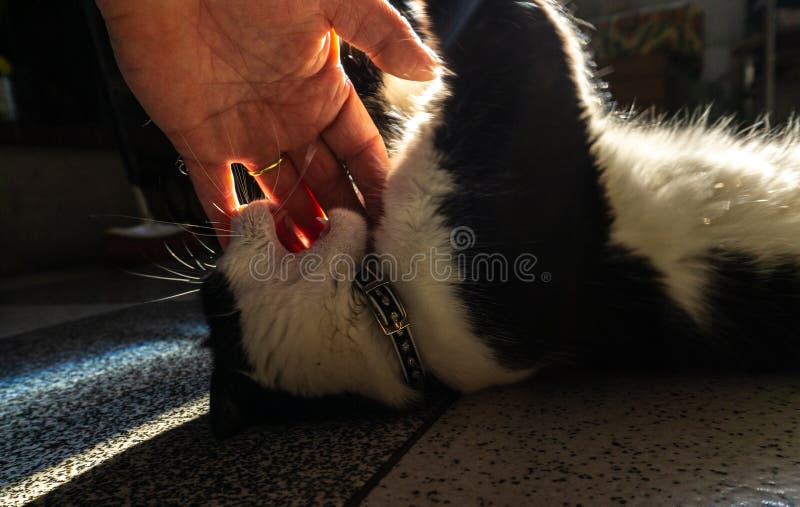Cat Biting Feet Stock Photos - Free & Royalty-Free Stock Photos from ...