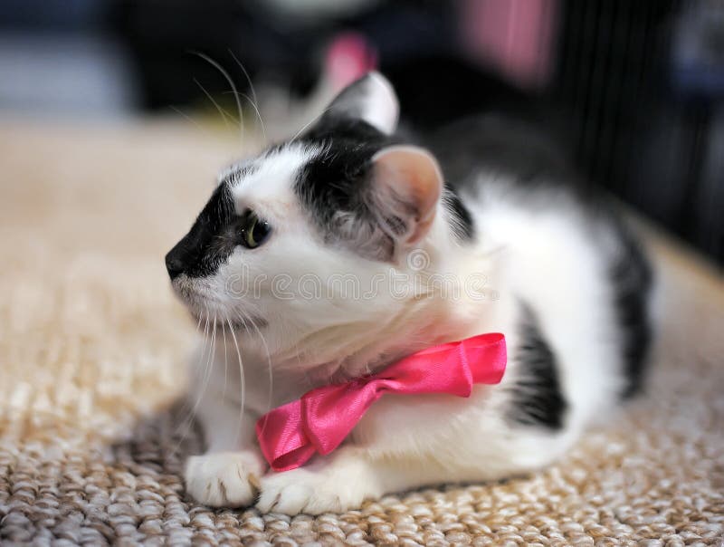 Black and White Cat with a Bow Stock Image - Image of fashion, domestic ...
