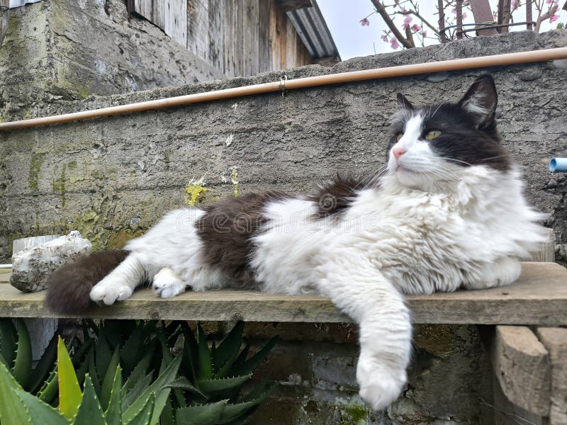 Black and White Cat is Calmly Posing on a Board Attached To a Wall ...
