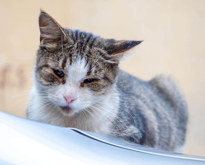 656 Lazy Position Photos - Free & Royalty-Free Stock Photos from Dreamstime