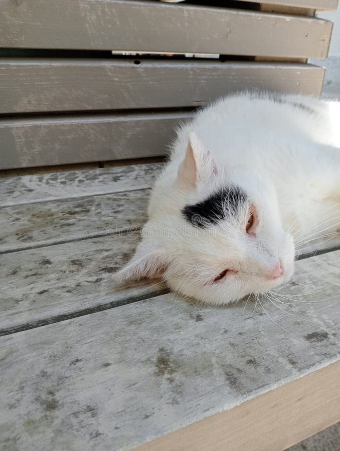 Black and White Cat Chill Out Near Sunshine Stock Image - Image of ...