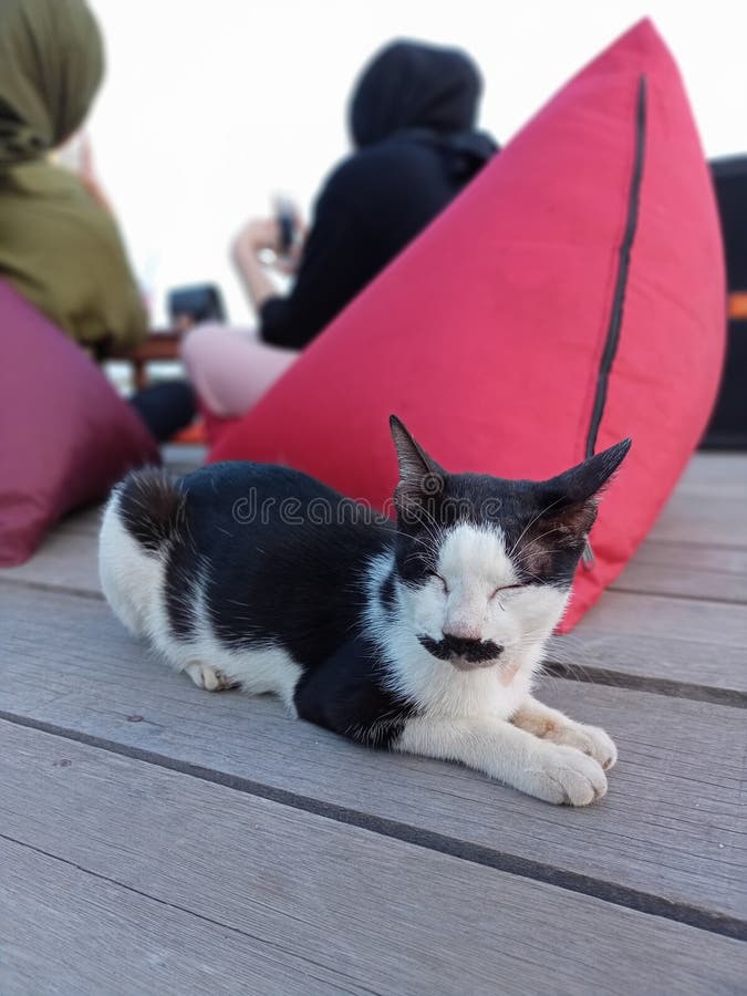 Black and White Cat Chilling Animals Stock Photo - Image of white ...