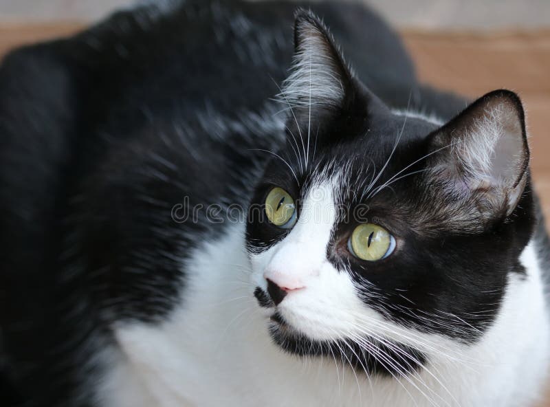 Black and white cat stock image. Image of looking, white - 148625731