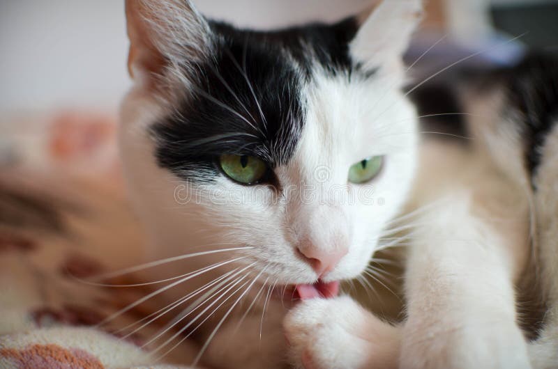 Cat Toung Stock Photos - Free & Royalty-Free Stock Photos from Dreamstime