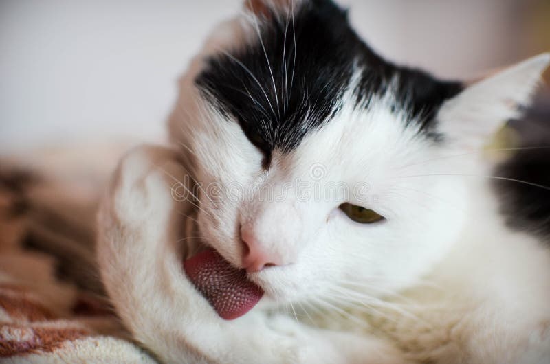 Cat Toung Stock Photos - Free & Royalty-Free Stock Photos from Dreamstime