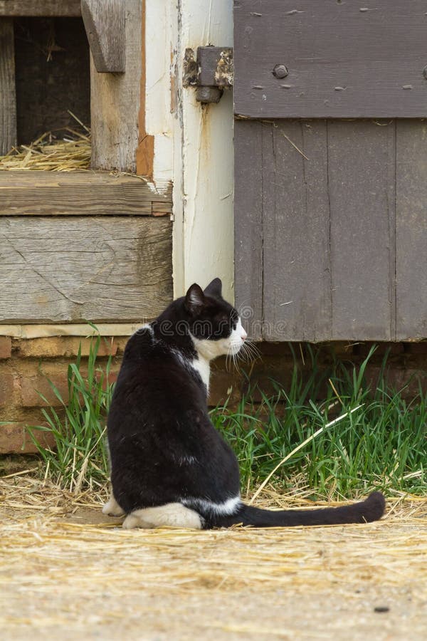 380 Black White Barn Cat Stock Photos - Free & Royalty-Free Stock ...