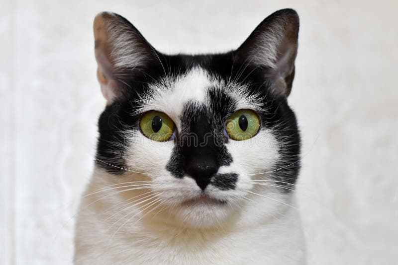 Catfront Stock Photos - Free & Royalty-Free Stock Photos from Dreamstime