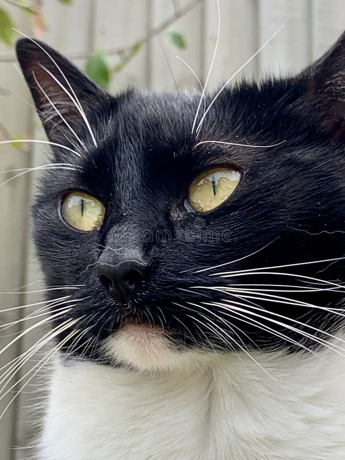 Black and White Cat stock photo. Image of cute, pets - 388346058