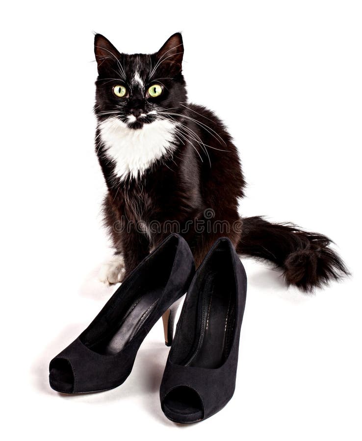 Black White Cat High Heels Stock Photos - Free & Royalty-Free Stock ...