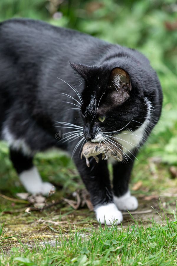 A Black and White Cat Holding a Mouse in His Mouth Stock Image - Image ...