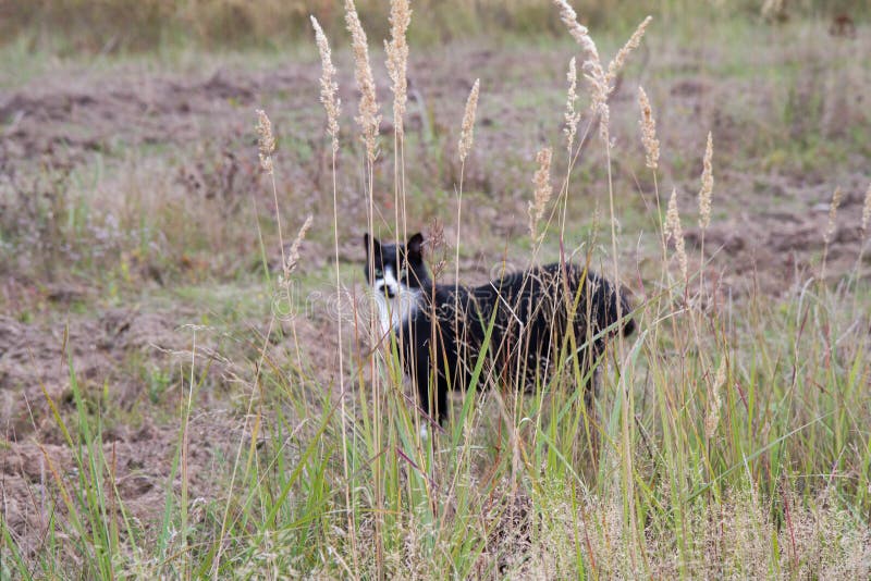Cat hunting in a field stock image. Image of mammal - 258524281