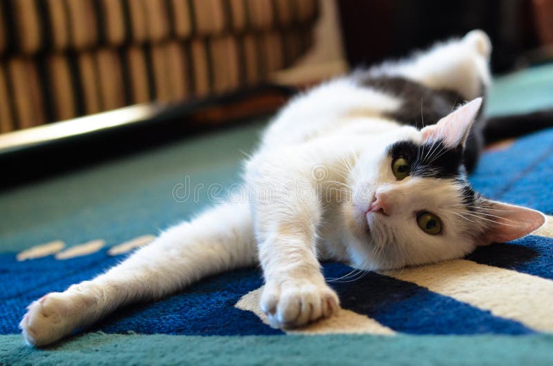 Black and White Cat Laying on His Back on Carpet Stock Image - Image of ...