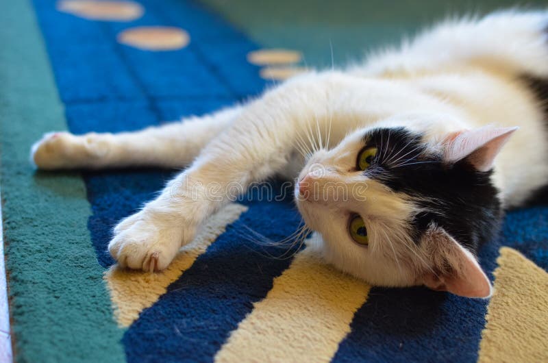 Black and White Cat Laying on His Back on Carpet Stock Image - Image of ...