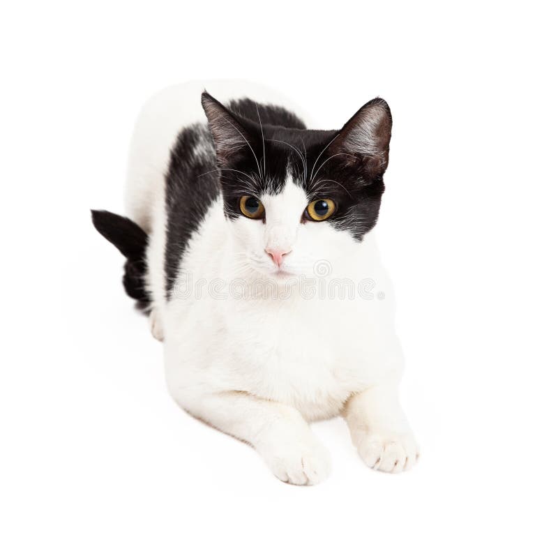 Black White Cat Laying Outstretched Paws Stock Photos - Free & Royalty ...