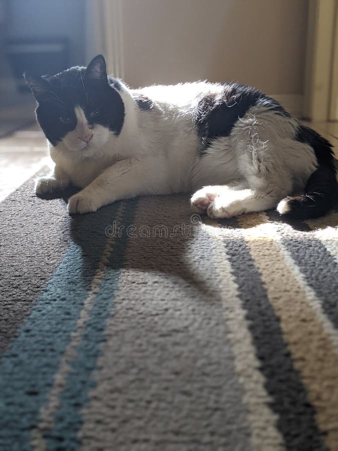 A Black and White Cat Laying on a Sunny Carpet Stock Photo - Image of ...