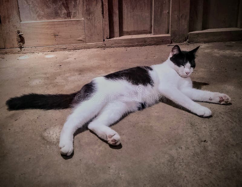 Black and White Cat Like Panda, Animal Cute and Kind, Handsome Cat ...