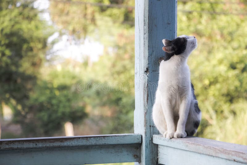 190 Cat Look Up Sky Stock Photos - Free & Royalty-Free Stock Photos ...