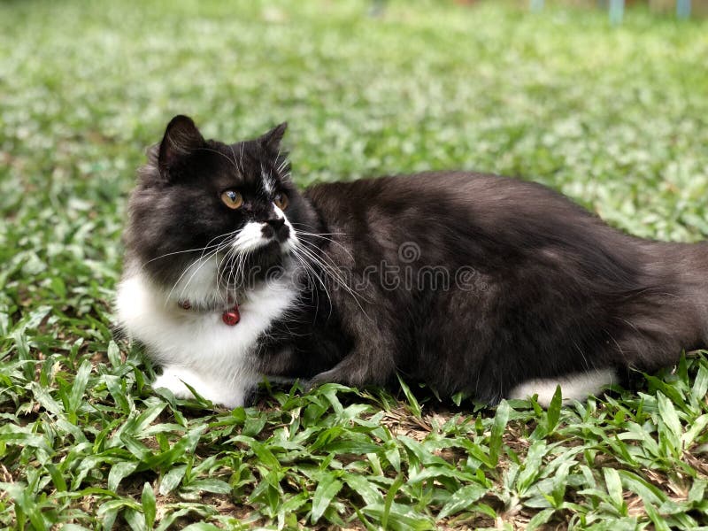 352 Cat Looking Backwards Stock Photos - Free & Royalty-Free Stock ...