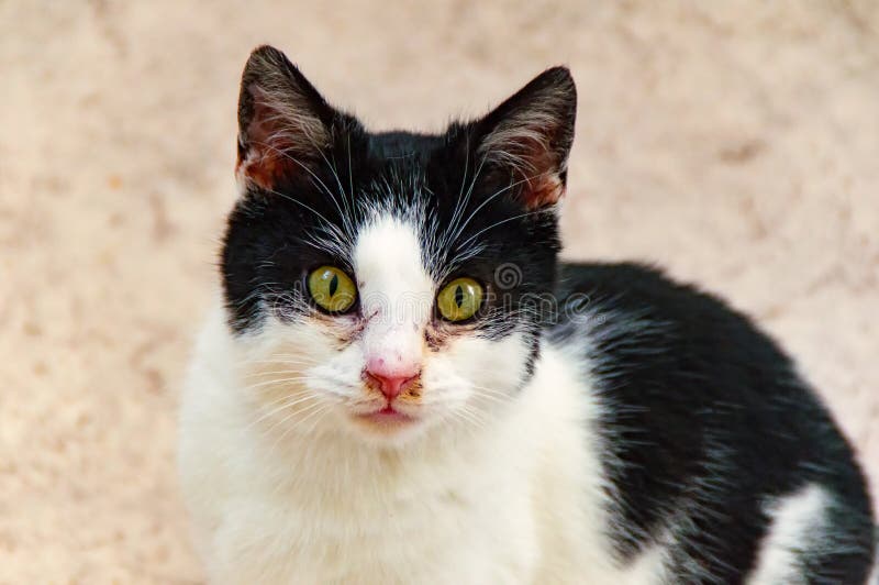 Black white Cat stock image. Image of isolated, eyes - 82017263