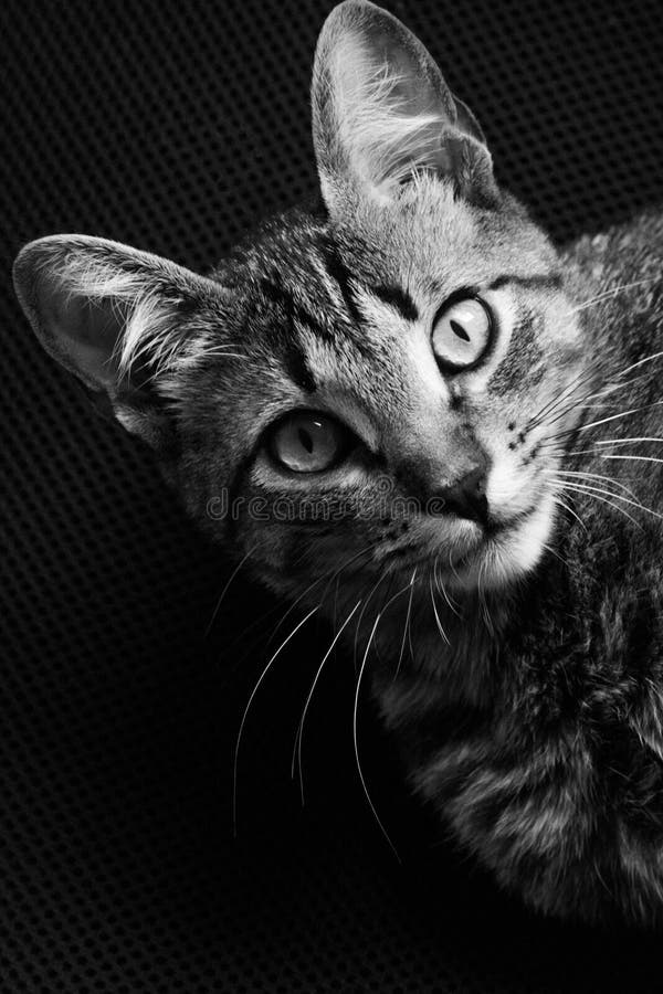 Black and White Cat Looking at the Camera Stock Image - Image of ...