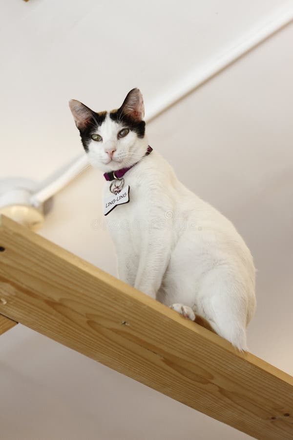 526 Cat Ceiling Stock Photos - Free & Royalty-Free Stock Photos from ...