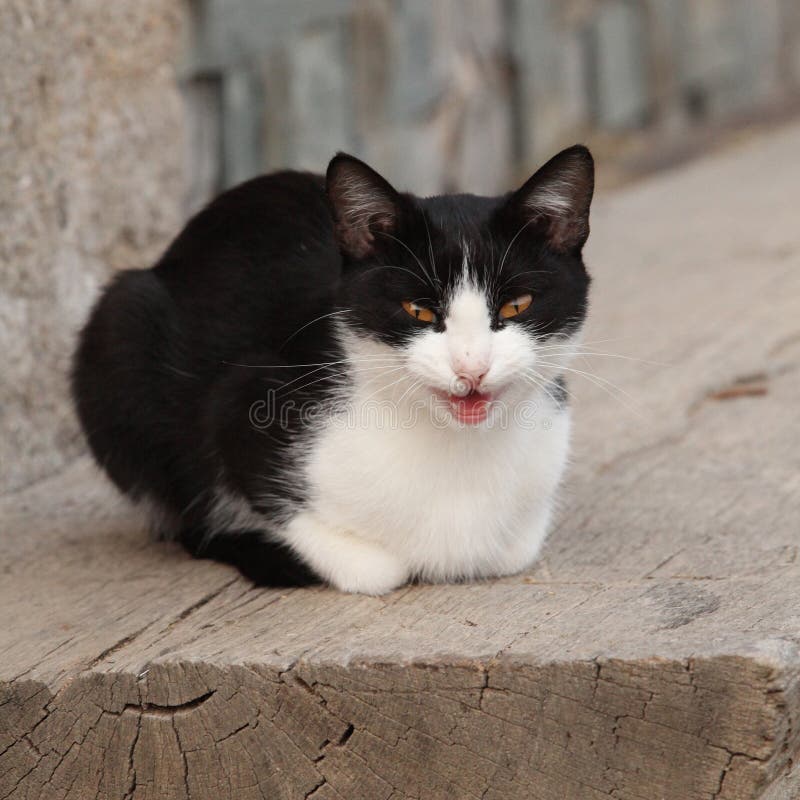 Black and White Cat Looking at You Stock Photo - Image of beautiful ...