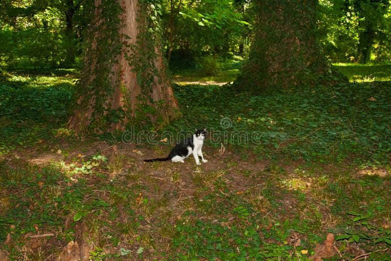 Domestic Cat Explore the Forest Stock Image - Image of lying, kitty ...