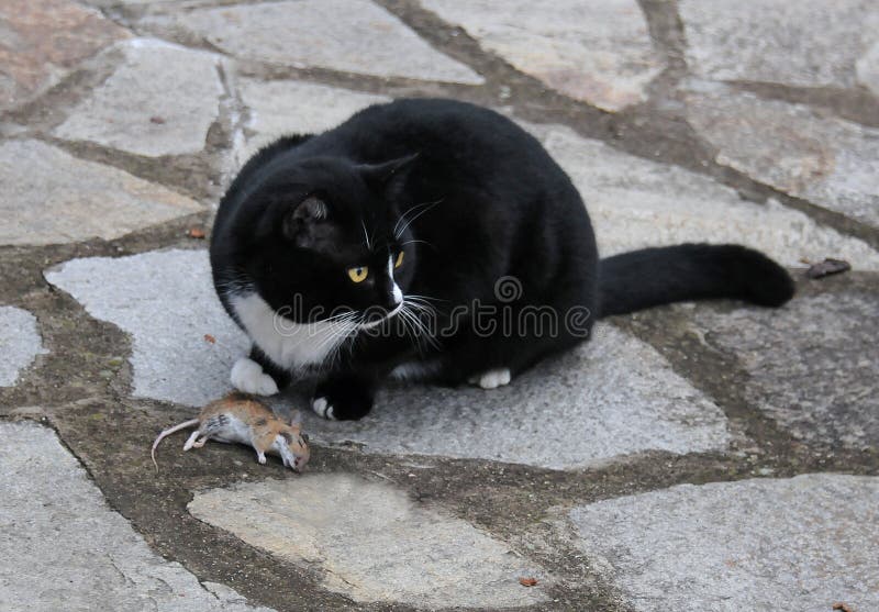 Black and White Cat and a Mouse Stock Image - Image of look, animal ...