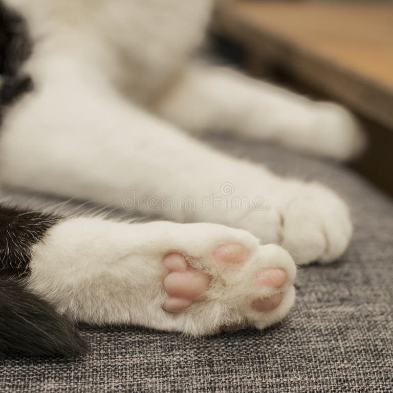 Black and White Cat - White Paws. Stock Image - Image of flowers ...