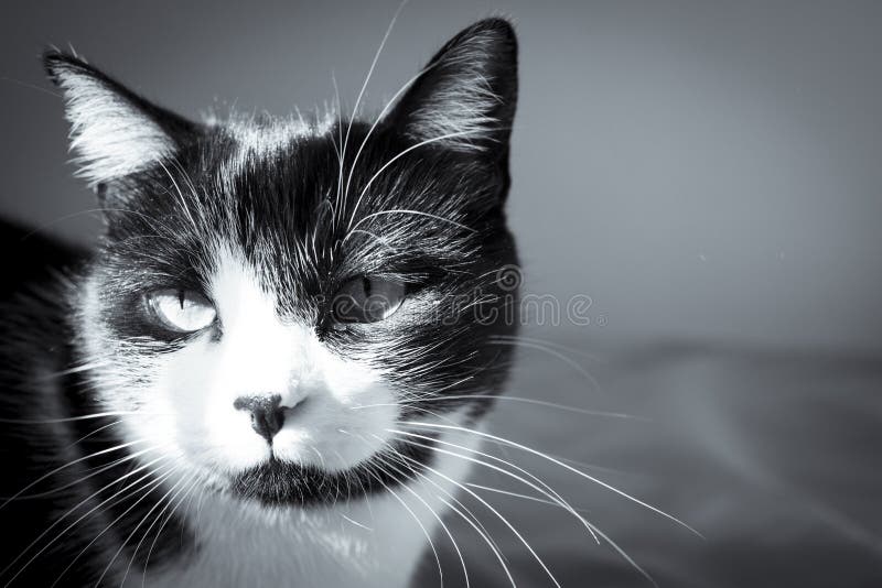 Cat Duster Stock Photos - Free & Royalty-Free Stock Photos from Dreamstime
